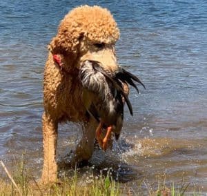 Poodles as Hunting Dogs - A look at the breed from a hunter's ...
