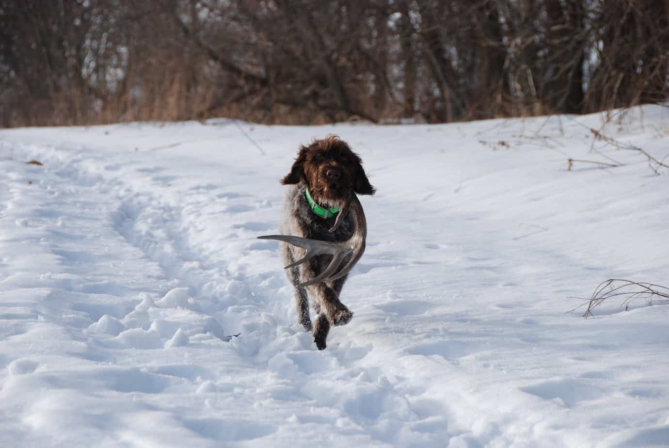 14 Ways to Exercise Your Hunting Dog in the Winter | Hunting Pup
