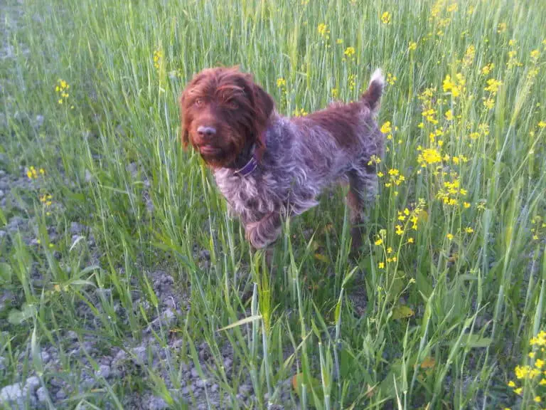 Why do Hunting Dogs Raise their Front Paw on Point? | Hunting Pup