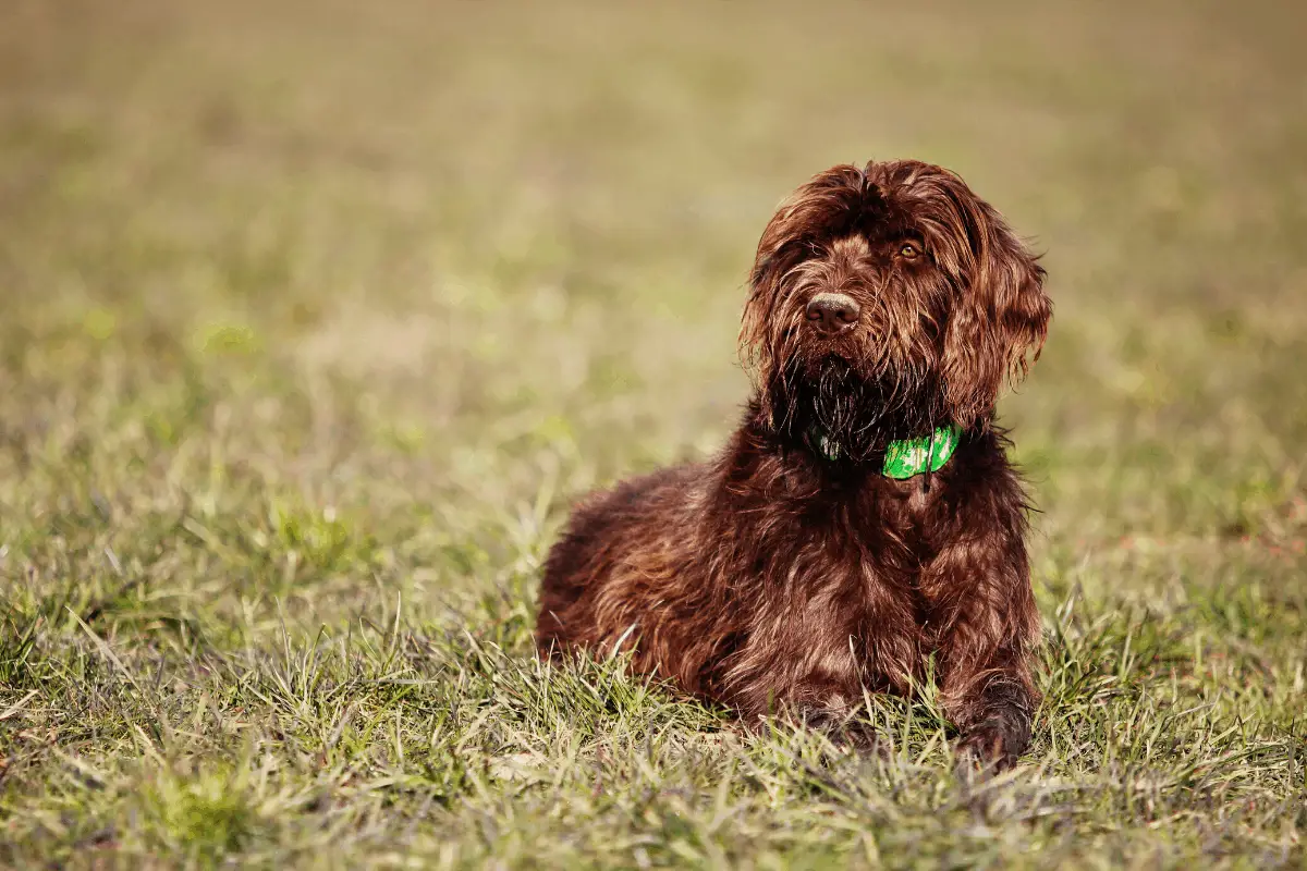 Hunting Dogs with Beards - 5 Breeds to Know | Hunting Pup
