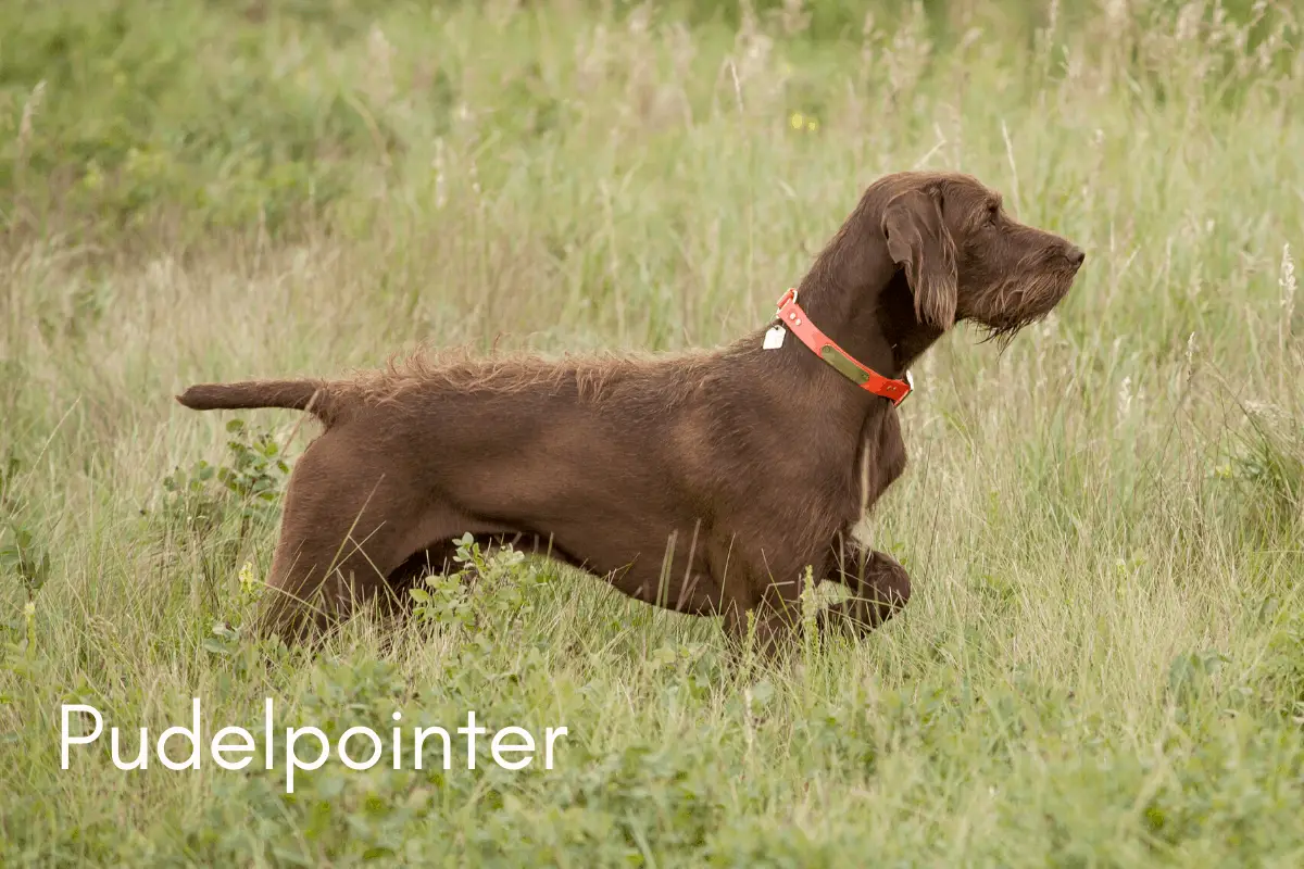 Low or No Shed Hunting Dogs - 5 Breeds to Know! | Hunting Pup
