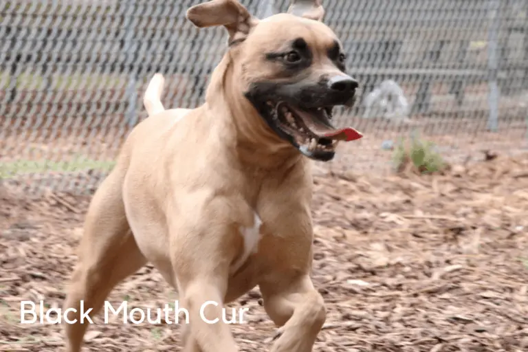 7 Best Dog Breeds for Hunting Hogs