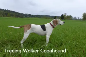 7 Best Dog Breeds for Hunting Hogs