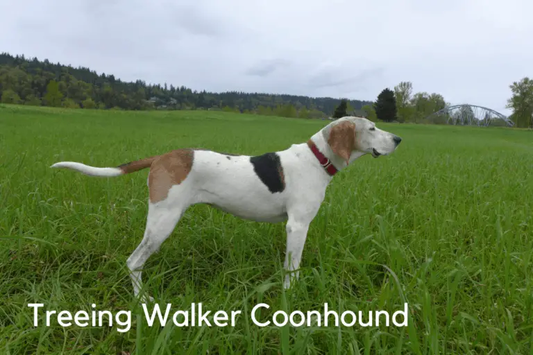 7 Best Dog Breeds for Hunting Hogs