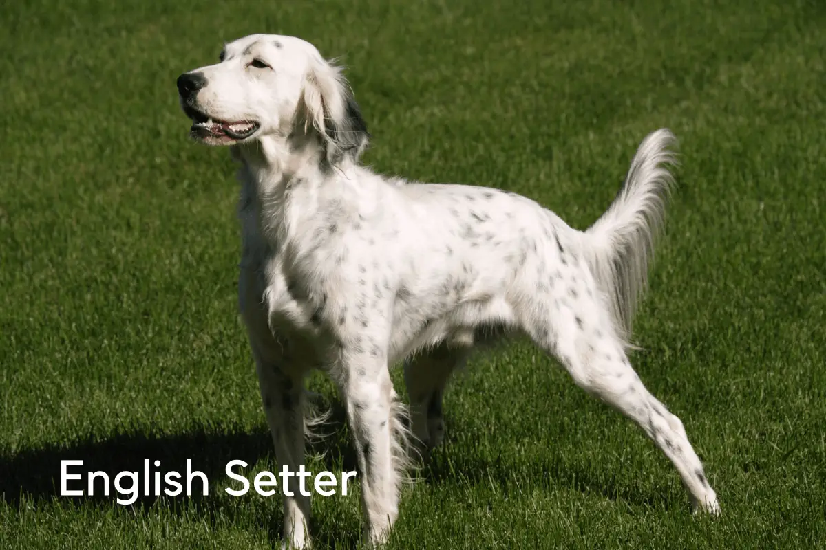 13 Hunting Dog Breeds with Spots (with Pictures)