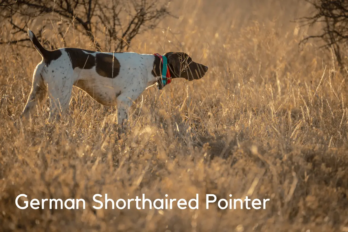 13 Hunting Dog Breeds with Spots (with Pictures)