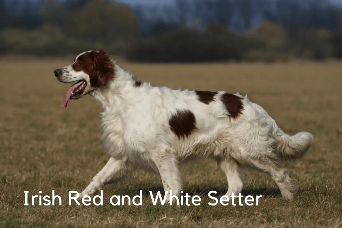 13 Hunting Dog Breeds with Spots (with Pictures)