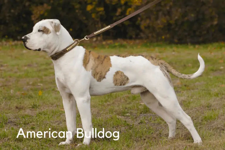 7 Best Dog Breeds for Hunting Hogs