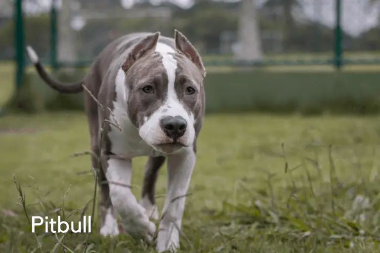 7 Best Dog Breeds for Hunting Hogs