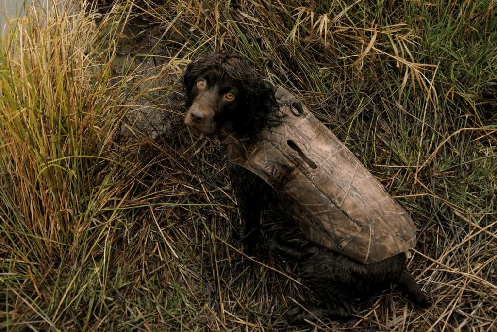 8 Best Small Breed Hunting Dogs