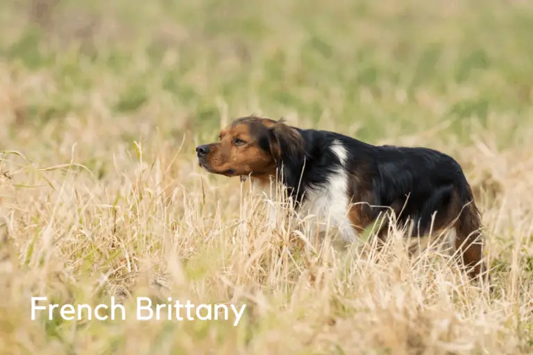8 Best Small Breed Hunting Dogs