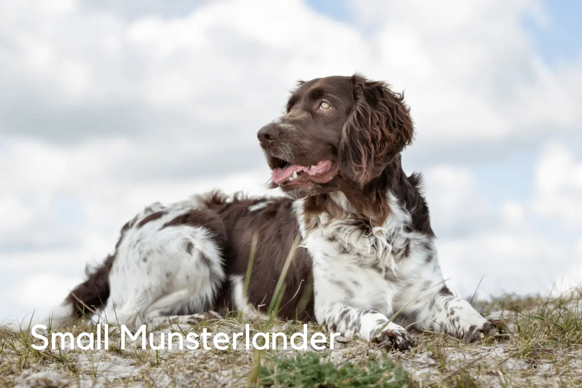 8 Best Small Breed Hunting Dogs